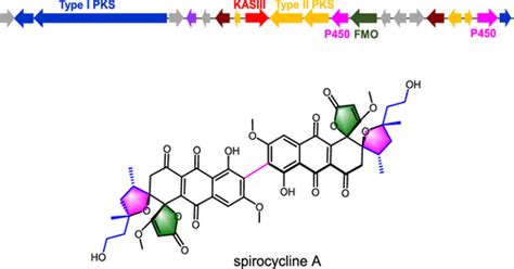 Hybrid Type I And Ii Polyketide Synthases Yield Distinct Aromatic Polyketides Journal Of The
