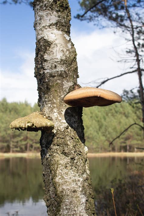 Polypore Nature Mushroom Free Photo On Pixabay Pixabay