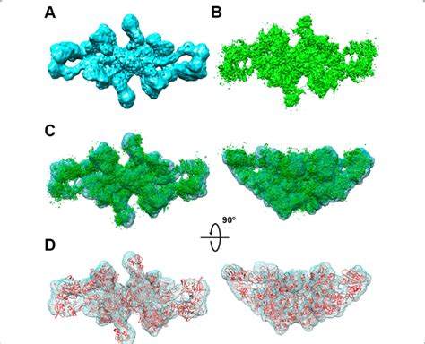 Comparison Of Cryo Em Maps Of Bovine And Human Tg Refined Cryo Em Map Download Scientific