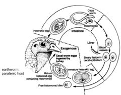 Parasitology Test 1 Quizlet