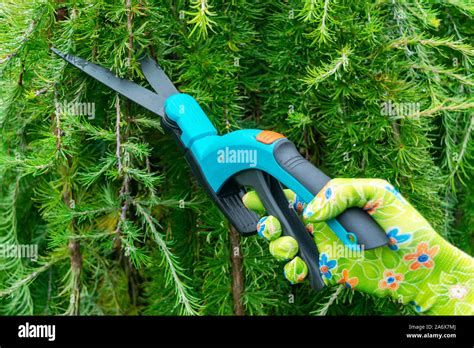 Seasonal Pruning Trees With Pruning Shears Female Gardener Hand In Protective Gloves Pruning