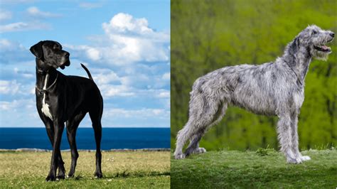Irish Wolfhound Great Dane Comparison