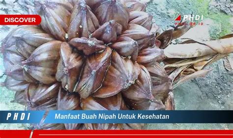 Ketahui 7 Manfaat Buah Nipah Untuk Kesehatan Yang Bikin Kamu Penasaran