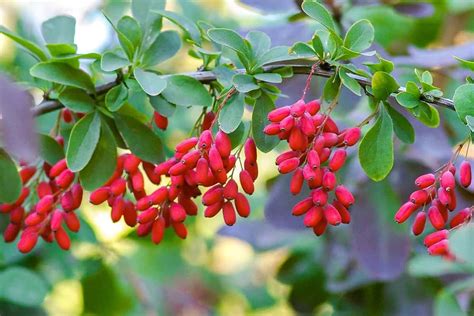Berberine A Dangerous Dietary Supplement