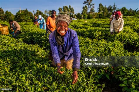 아프리카 여성들이 동아프리카 농장에서 차 잎을 뽑아낸다 개발 도상국에 대한 스톡 사진 및 기타 이미지 개발 도상국 노인