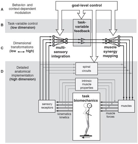 Dimensional Reduction In Sensorimotor Systems A Framework For Understanding Muscle Coordination