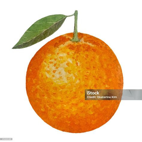흰색 배경에 고립된 잎 수채화 그림이 있는 오렌지 과일입니다 음식 디자인 포장 대중음식점 메뉴 자연적인 유기 음식 상표 로고 및