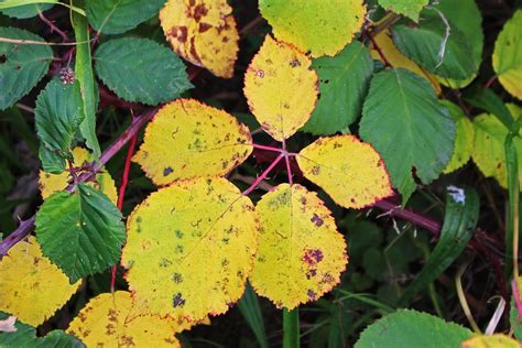 단풍 블랙베리 잎 떨어지다 Pixabay의 무료 사진