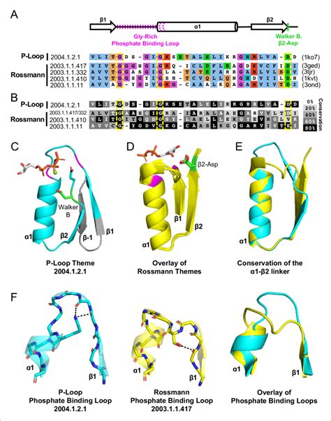 Theme Sharing Between Rossmann And P Loop Enzymes A Sequence Download Scientific Diagram