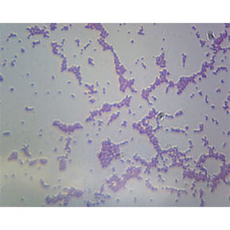 Prepared Microscope Slide Bacilli Smear Gram Negative