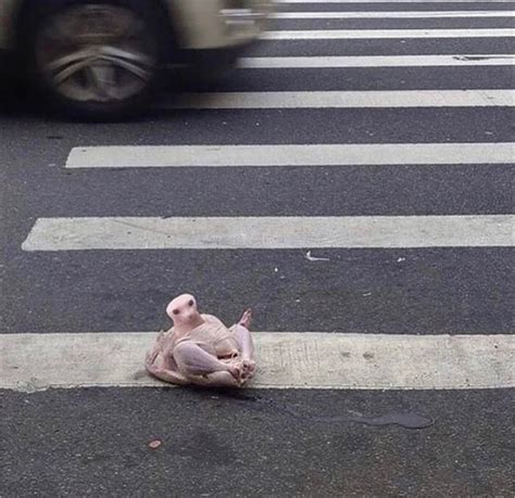 Bingus Jaywalking R Bingus