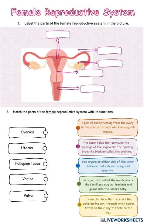 Female Reproductive System Activity For Grade 5 Reproductive System Activities Reproductive