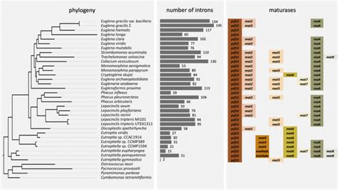 Numbers Of Introns And Presence Of Maturases Identified In Plastid
