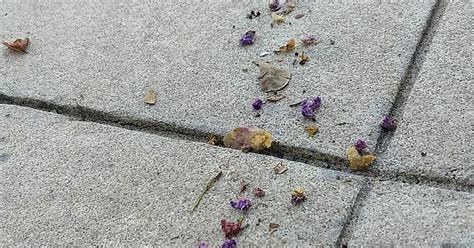 A Giant Water Bug Aka A Toe Biter Memorialized By Ants Who While Eating It Created A Path