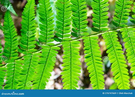 Vascular Plants Or Trachaeophyta Pronounced Tra Ke O Fi Ta Are A