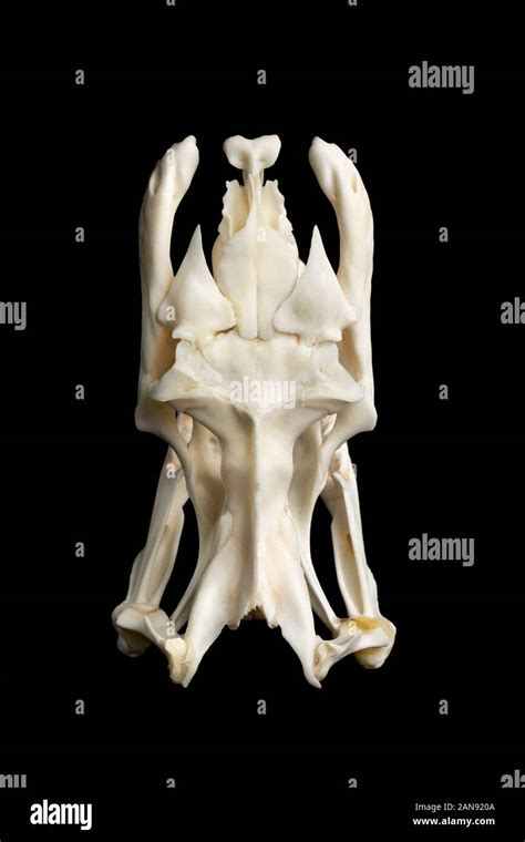 Skull Of A Large Reticulated Python Snake Malayopython Reticulatus