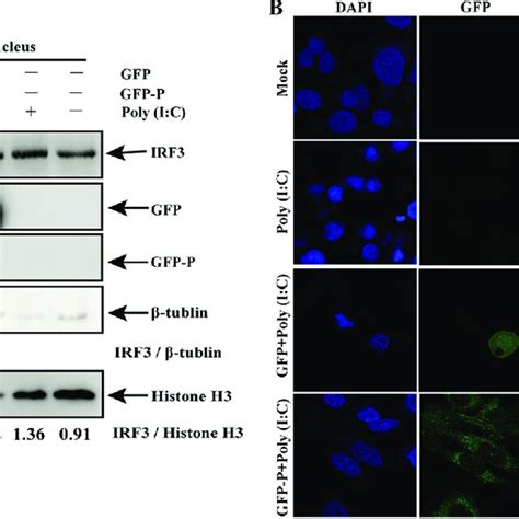 Ampvc P Protein Blocks Irf3 Nuclear Translocation A Hek 293t Cells