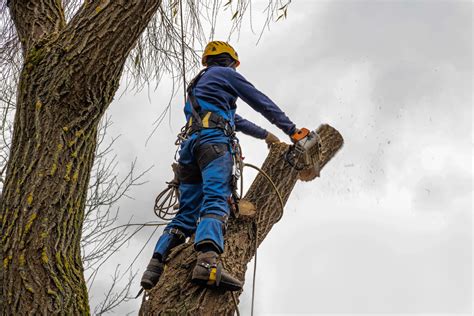 Tree Trimming Service A Comprehensive Guide