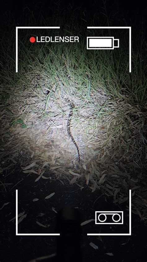 Helping Guide This Beautiful Python Back Into The Bush Helping Guide This Beautiful Python