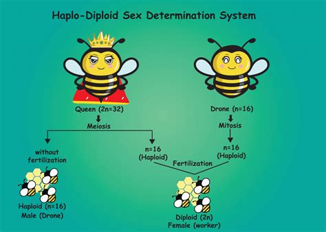 Are Xx And Xy Chromosomes For Female And Male In All Animals Scienceabc