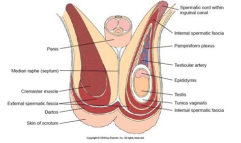 Test 2 Normal Male Scrotum And Pelvis Flashcards Quizlet