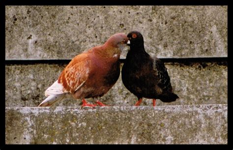 Voyeur By Evocativesilence On Deviantart