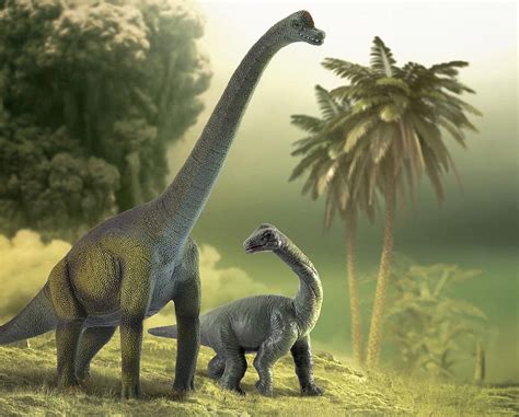 Dinosaurer Brachiosaurus Bein Dinosaur Facts American Museum Of