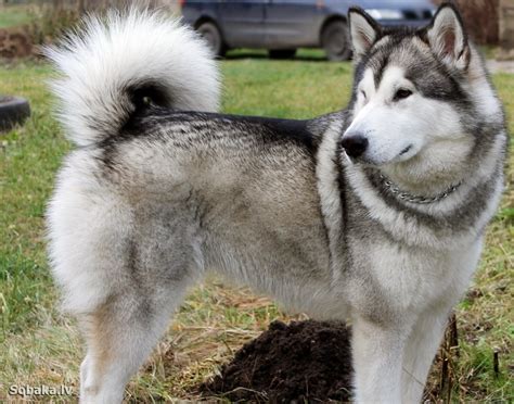 Порода Собак Лайка Фото — Фото Картинки