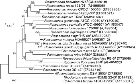 Phylogenetic Dendrogram Based On 16s Rrna Gene Sequences Showing The