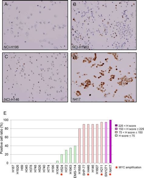 Myc Expression In Sclc Cell Lines By Ihc Representative Myc Ihc Download Scientific Diagram