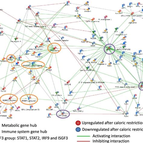 Metacore Tm Analysis Of Gene Interactions The Metacore Tm Gene Network
