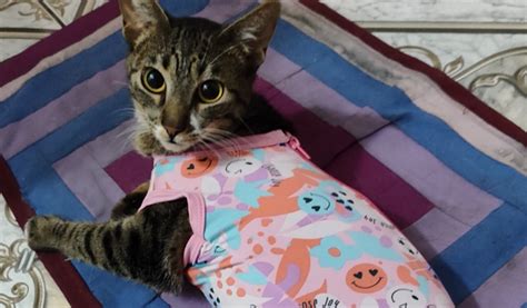 Ajude Minha Gatinha Vaquinhas Online