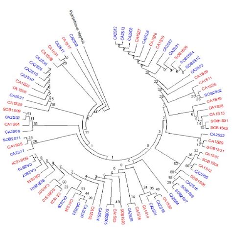 Bayesian Inference Bi Topology Tree Obtained Of The Hky I Model Has