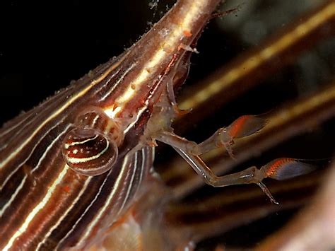 Yellowline Arrow Crab Stenorhynchus Seticornis Palm Beach Florida Photo 32 Tropical Reefs