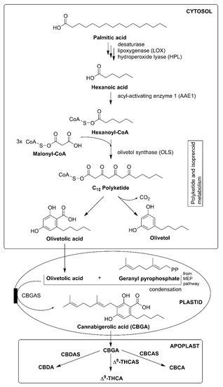 Phytocannabinoids Biosynthesis In Plants Encyclopedia MDPI