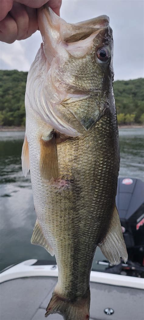 Shout Out To Tackle Max General Angling Discussion Ozarkanglerscom