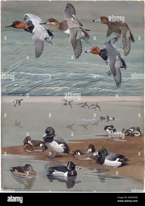 Panel 15 Canvas Back Redhead Lesser Scaup Duck Scaup Duck Red