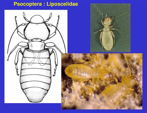 Ppt Order Psocoptera Powerpoint Presentation Free Download Id4529794