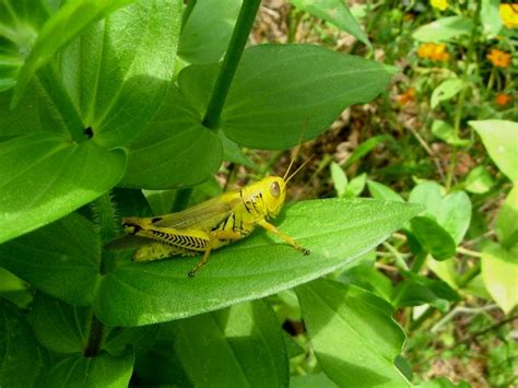 Grasshopper Facts Types Diet Reproduction Classification Pictures Grasshopper Facts Types Diet Reproduction Classification Pictures