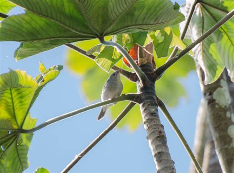Figuinha Amaz Nica Biofaces Bring Nature Closer