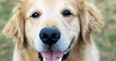 Golden Retriever Rescues In Atlanta Adopt A Golden Near You Golden