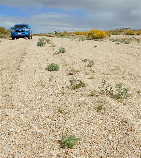 Plantfiles Pictures Panamint Cryptantha Cryptantha Angustifolia 1