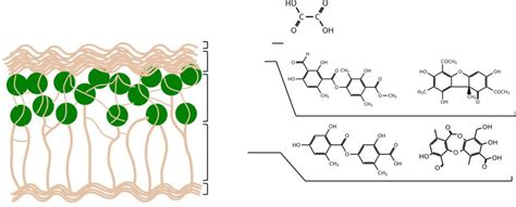 Schematic Internal Structure Of Some Lichen Species With Distribution