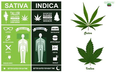 Sativa Vs Indica Which Is A Better High Chronic Thca