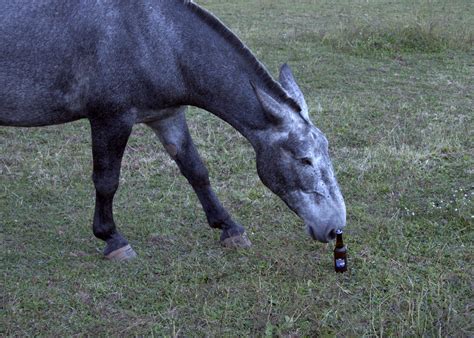 Mule And Beer Photo Keith Withrow Photos At