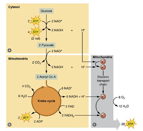 Know Your Power Source The Bodys Three Energy Systems Basis Blog