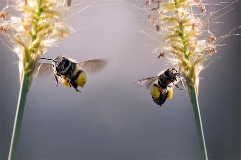 Premium Photo Close Up Of Insects Buzzing By Plants