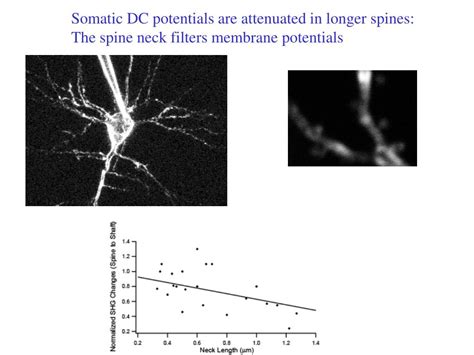 Ppt Cortical Microcircuit ~1mm 3 Structure Cell Types Connections Random Specific