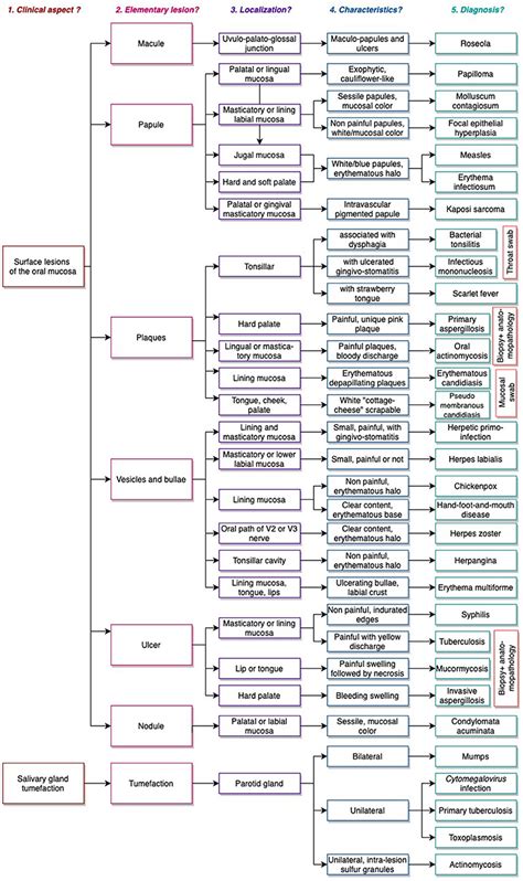 Dentistry And Medicine Diagnosis Chart For Oral Mucosal