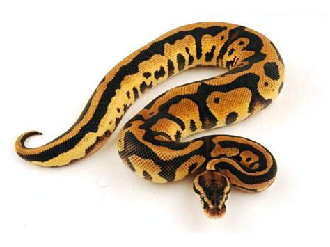 Morph List World Of Ball Pythons